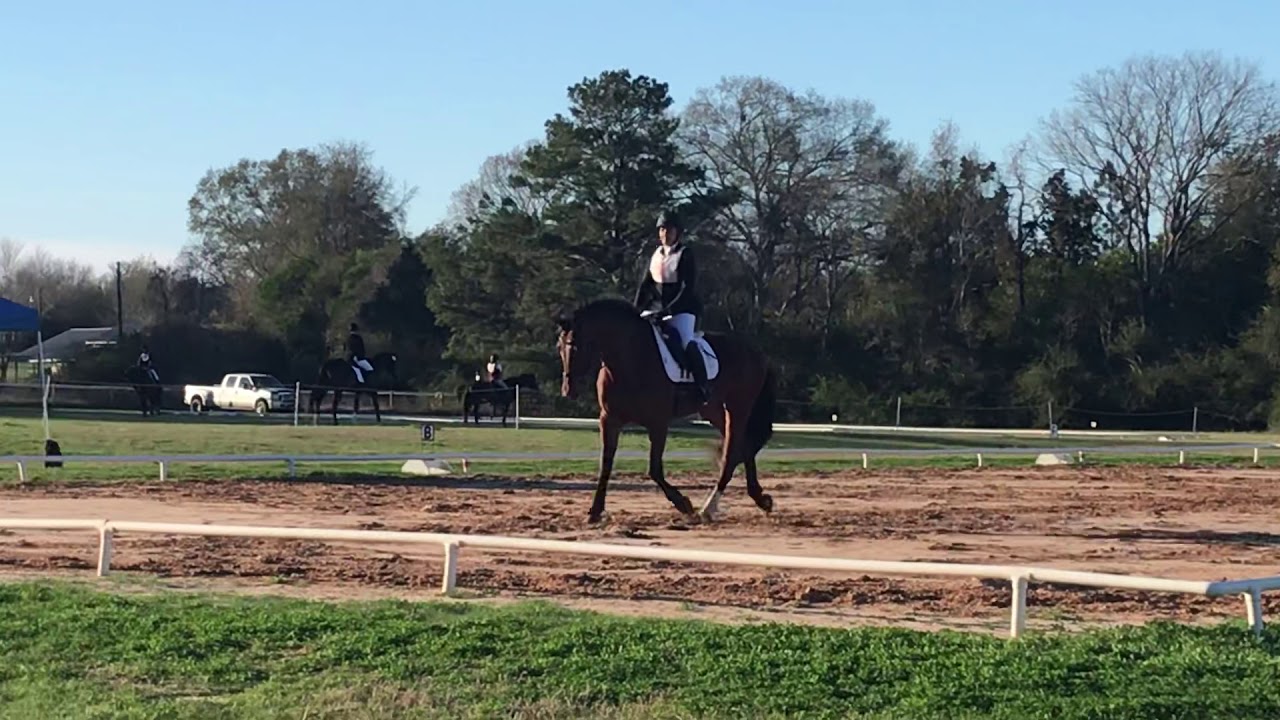 Bea Training level dressage test - YouTube