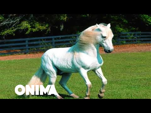 Mimoza Paraveli - Kali i bardhe