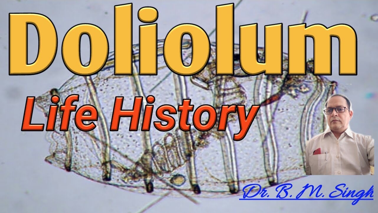 Doliolum: A life history - YouTube
