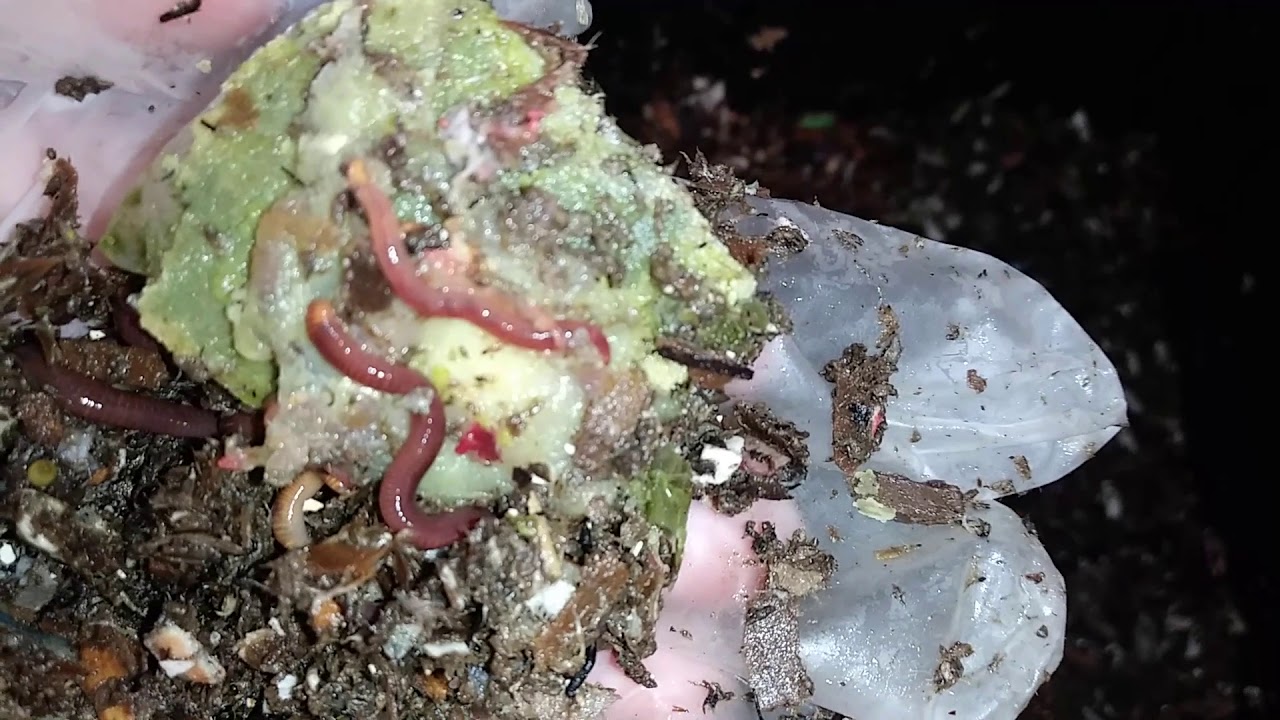 Louisiana Swamp Worms - vermicompost compost & bait worms - Fed Fruits ...