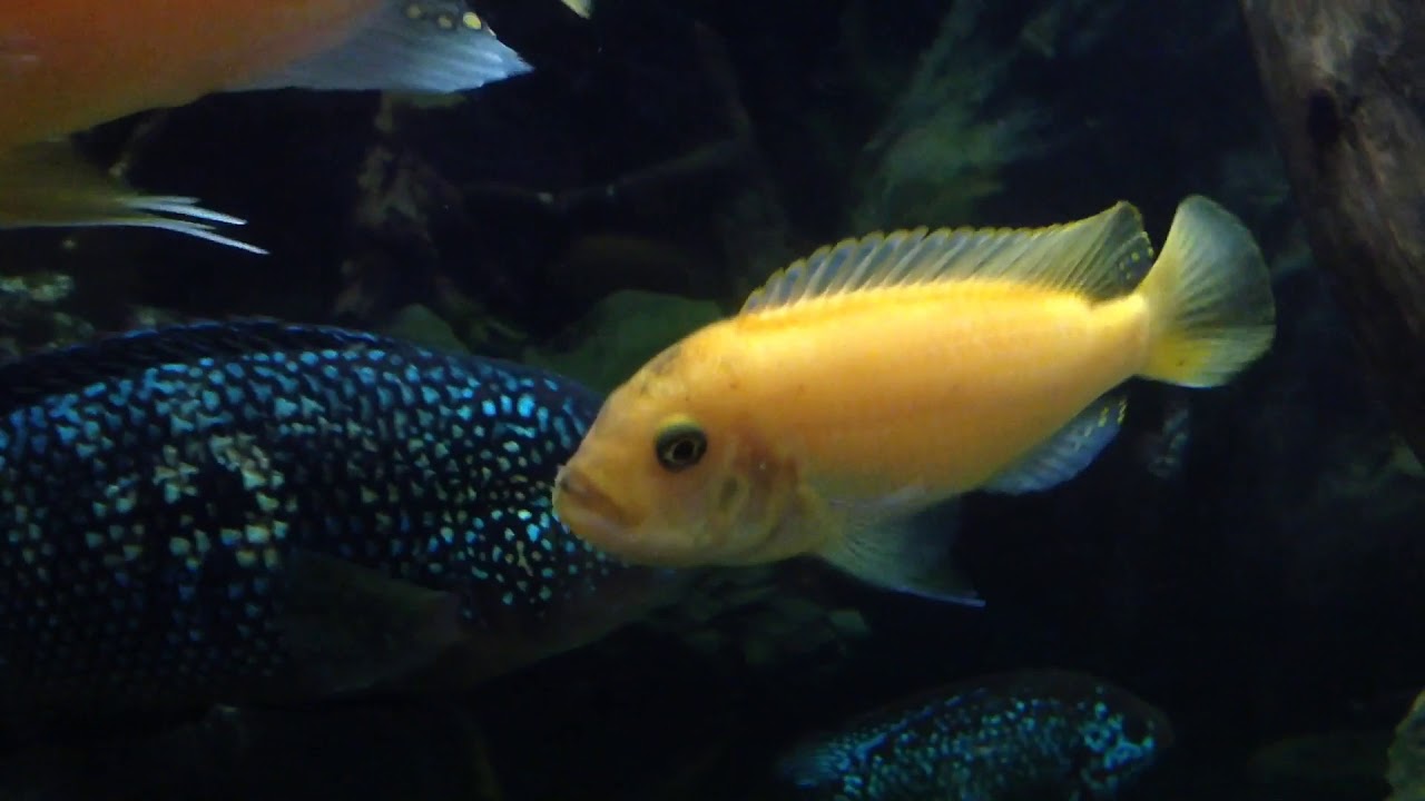 Toughest fish ever - YouTube