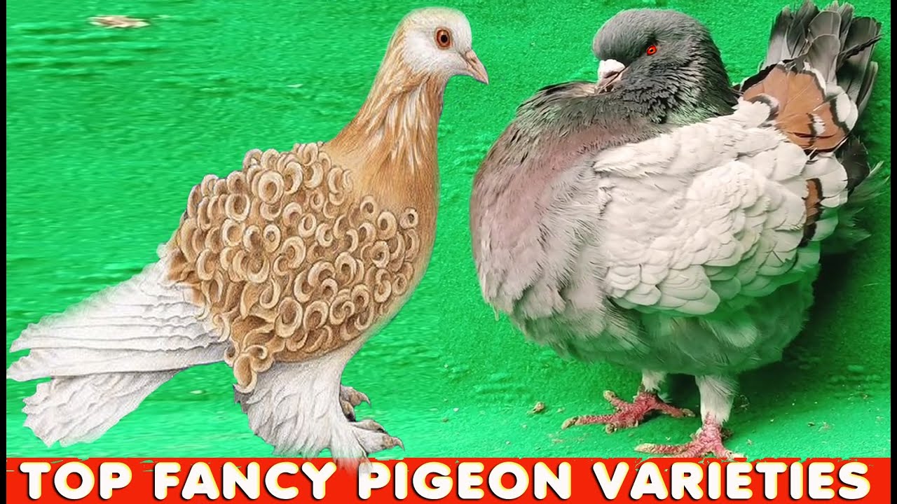 Top Varieties Of Fancy Pigeon #3 - YouTube