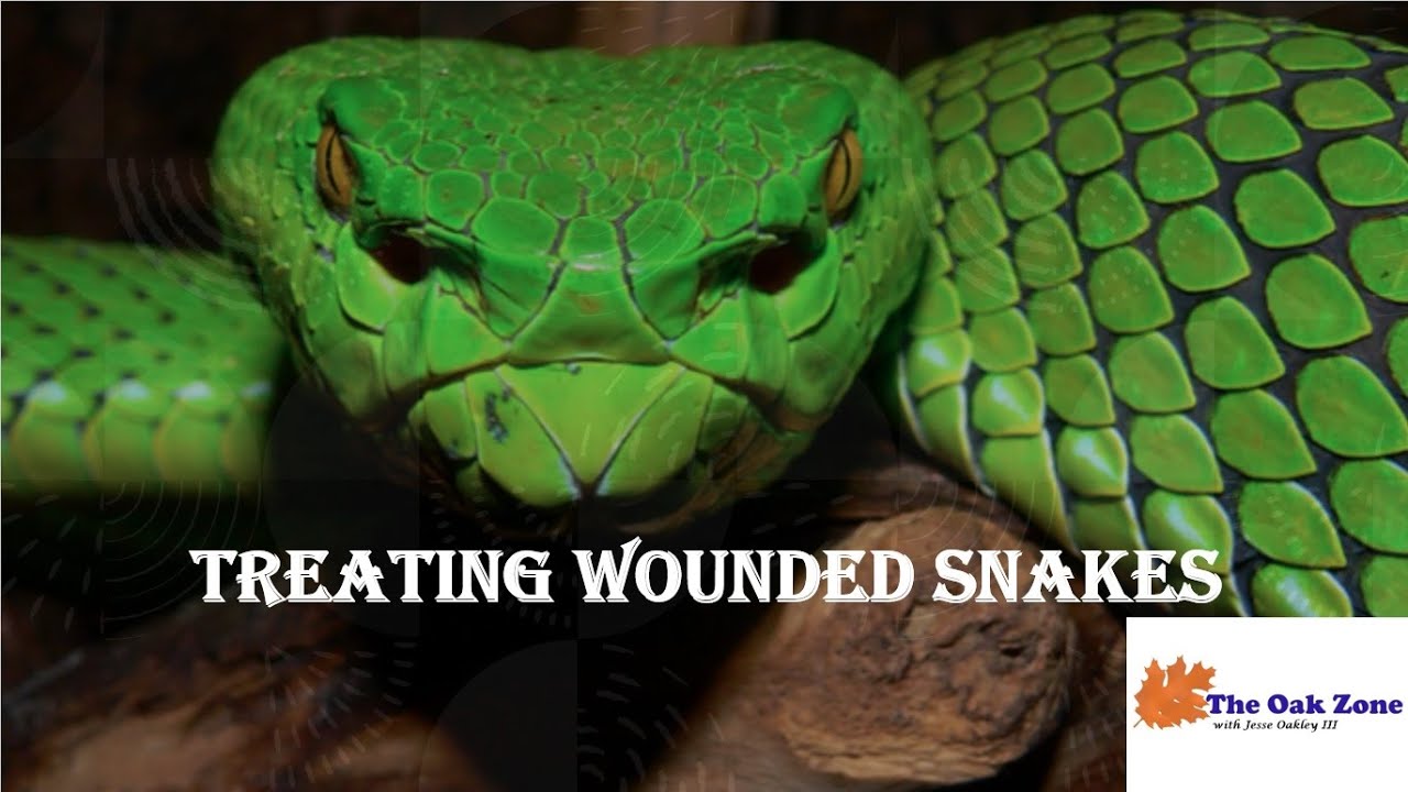 The Oak Zone: Treating Wounded Snakes - YouTube