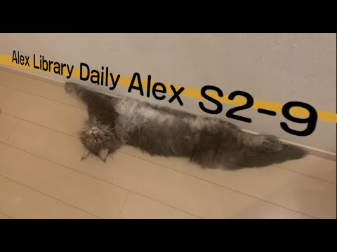 Alex(maine coon) - Daily Alex S2-9 - YouTube