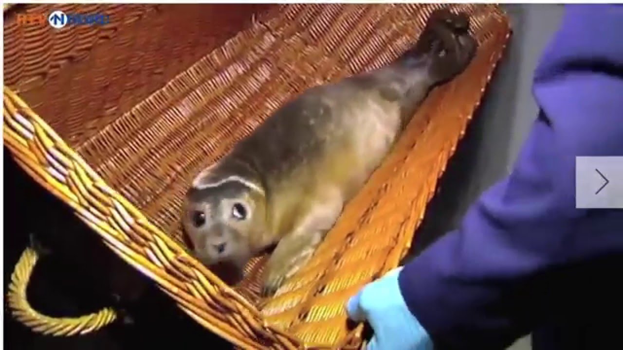 Inval bij Hessel Wiegman - YouTube