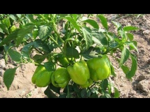 Biber Ne Zaman Çapalanır?