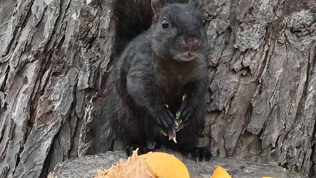 Black Squirrel & Grey Squirrel Eating Up Close - YouTube