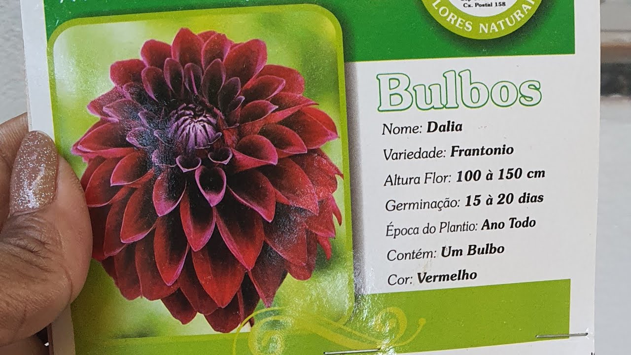 Flor Que Tem Batata Na Raiz - FDPLEARN