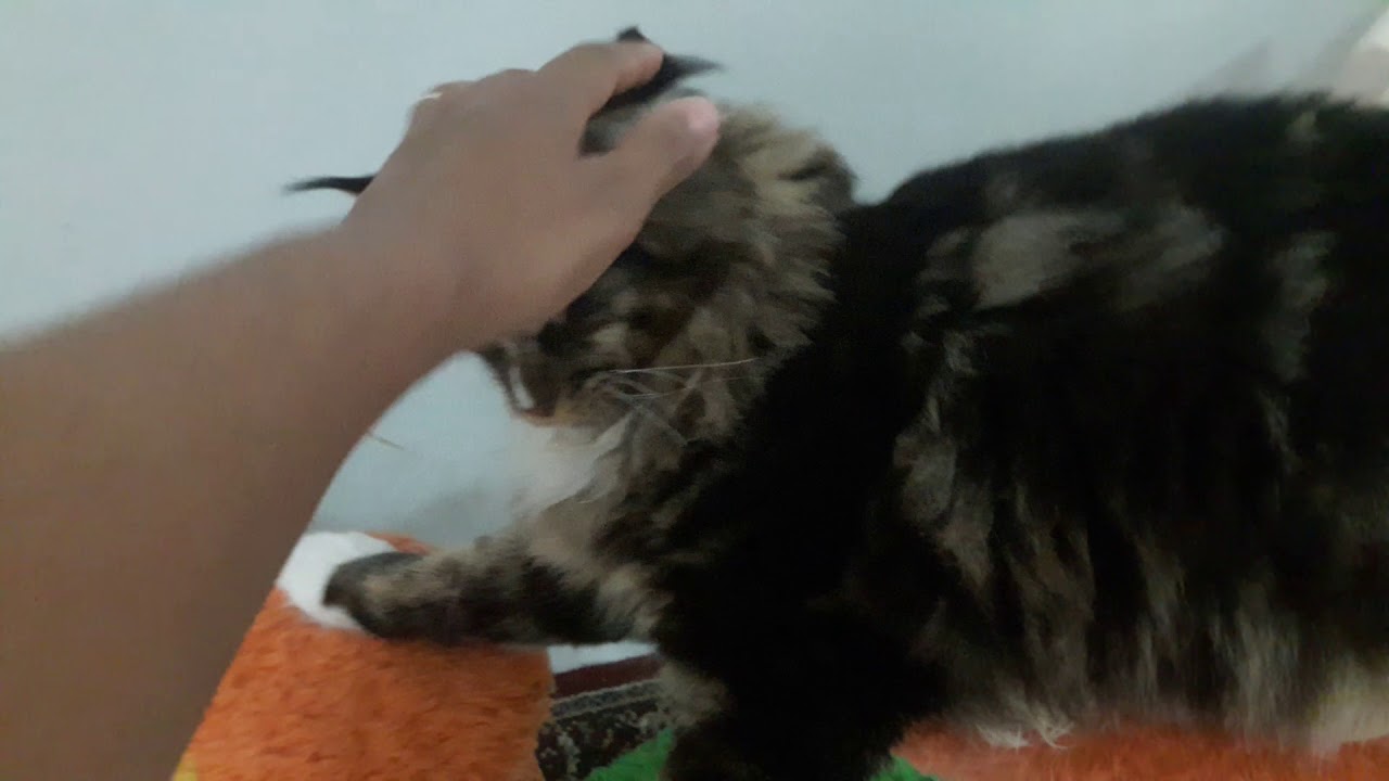 Maine Coon Logan 7 meses - YouTube