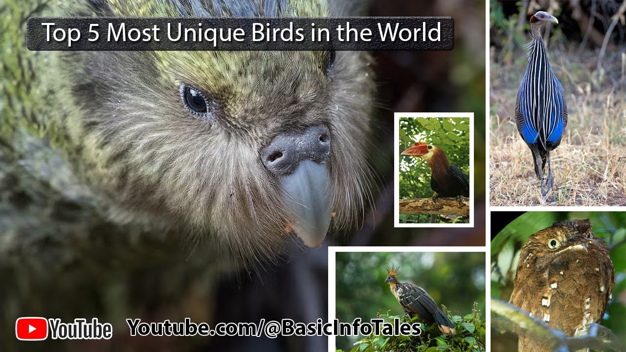 Top 5 Most Unique Birds in the World - YouTube