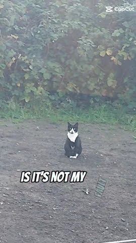 the levitating cat 2. - YouTube