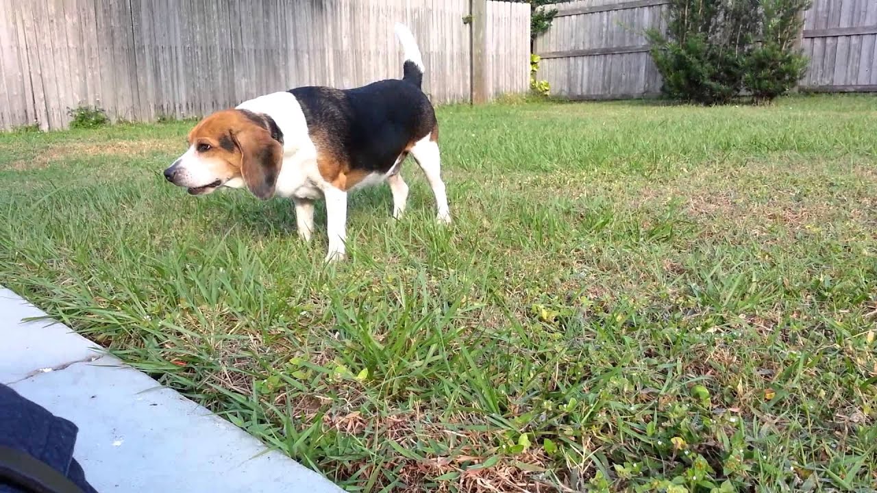 Beagle Attack's while playing dead - YouTube