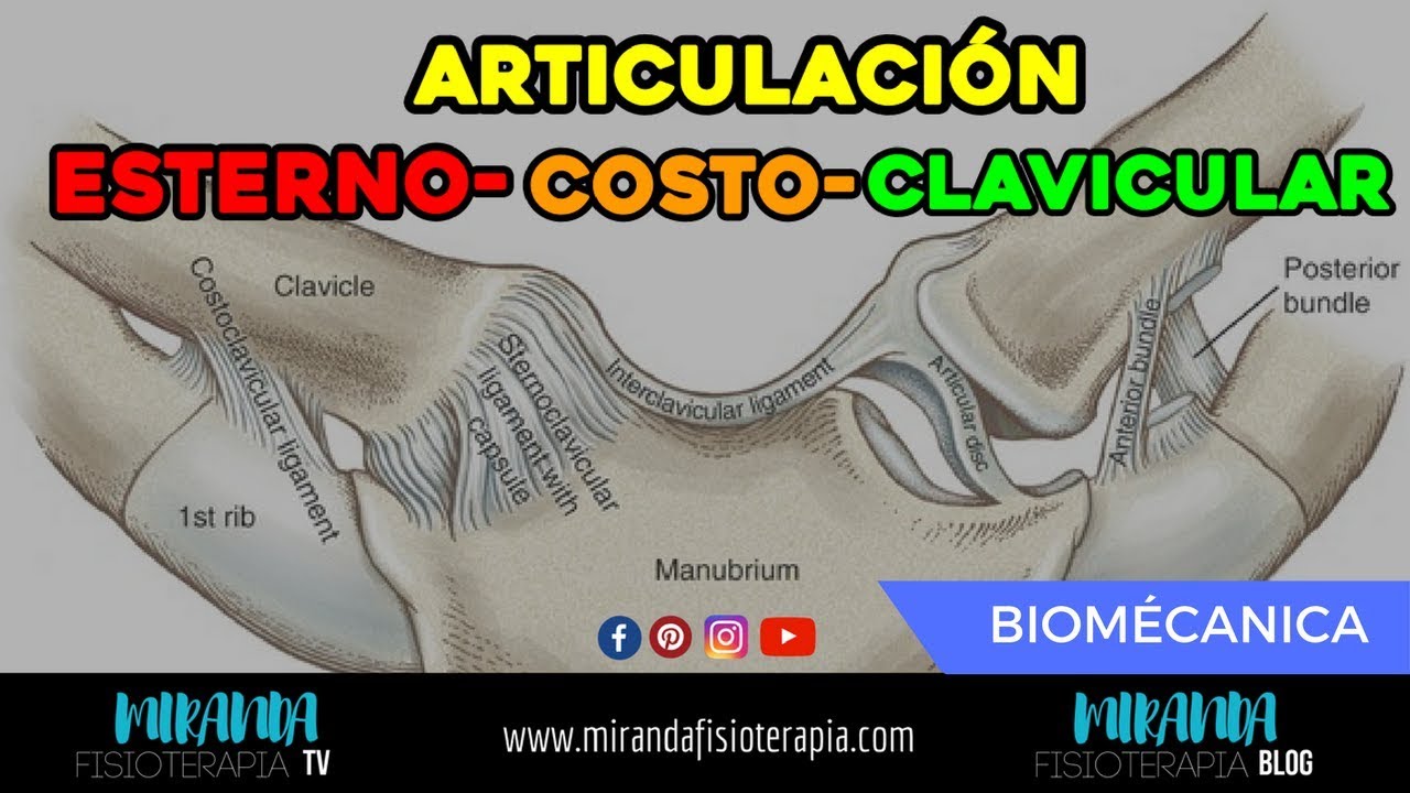 Articulación Esterno-costo-clavicular | Miranda Fisioterapia BLOG - YouTube