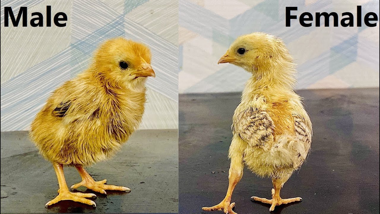 How to Decide Whatever Chick is Male or Female ? - YouTube