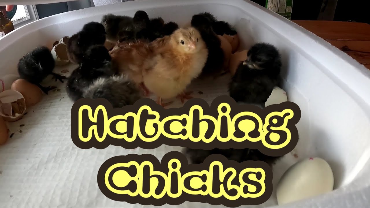 Hatching Baby Chicks and Ducks - YouTube