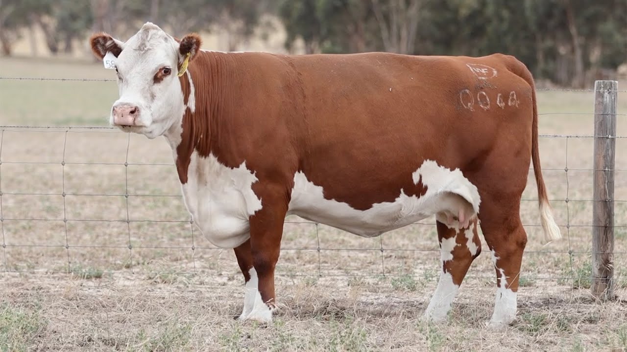Lot 58 DAYQ044 Days Whiteface Mature Cow Dispersal 2025 - YouTube