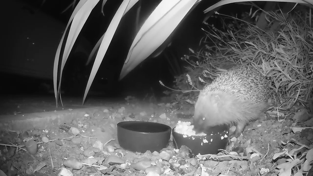 Kent Hedgehog Cam - Hungry & Thirsty Hedgehog - YouTube