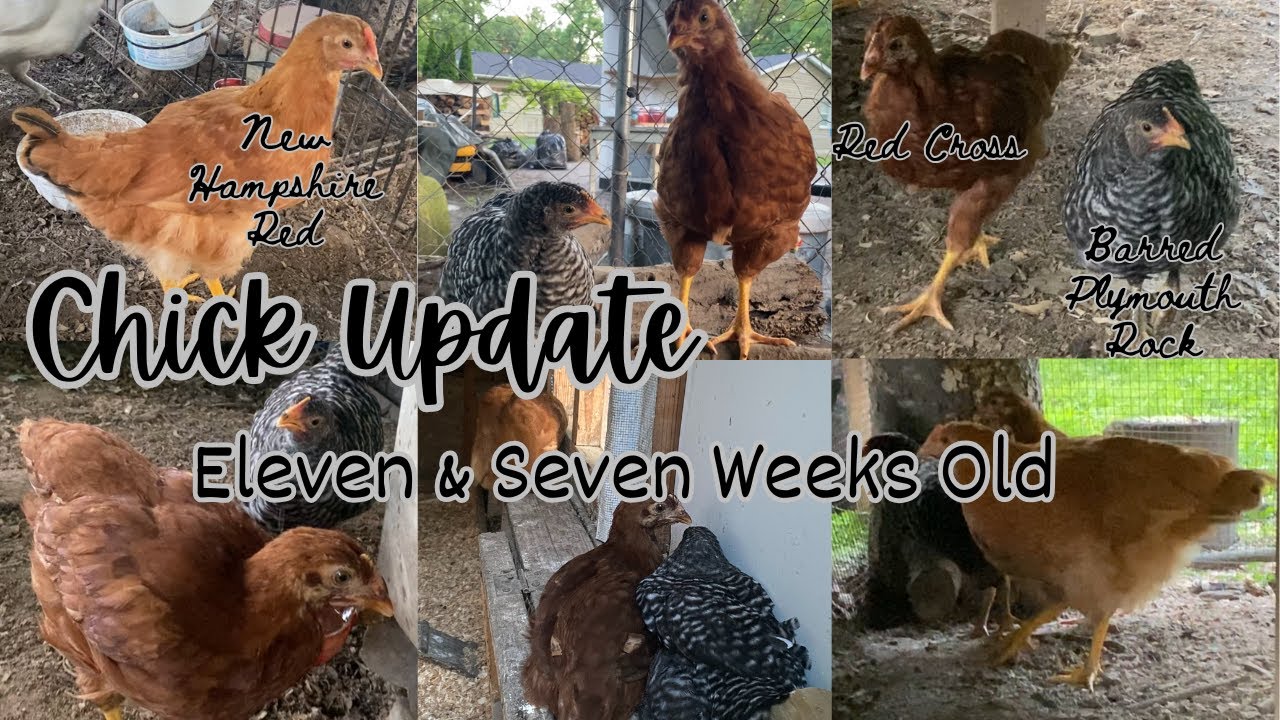 Chick update: Eleven & Seven Weeks Old | How I've been integrating them ...
