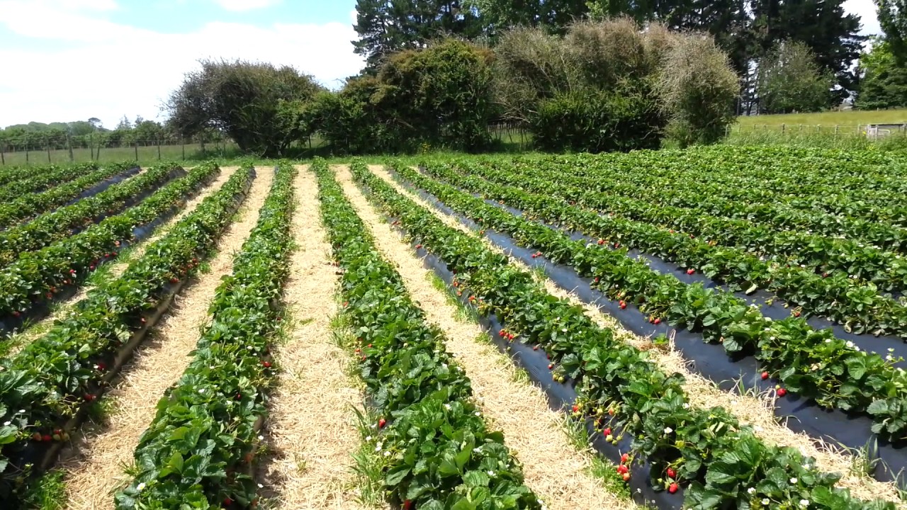At Ye Olde Berry Farm, Hamilton, New Zealand - YouTube