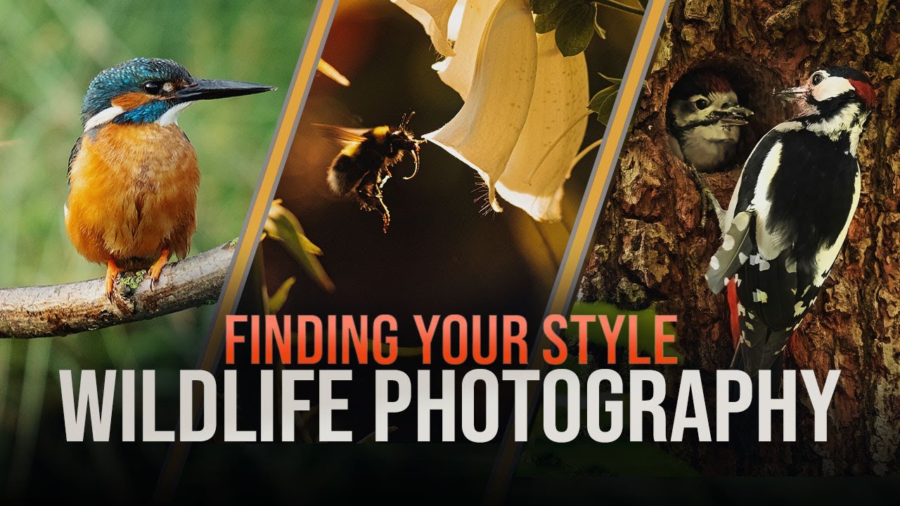 3 Styles of wildlife photography and How to do them in UNDER 3 MINUTES ...