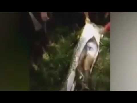 Indonesian Man Eaten by Large Python - YouTube