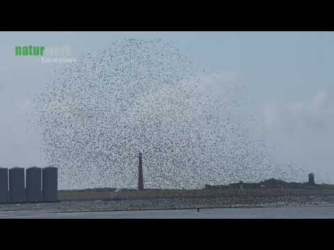 Tausende Limikolen auf Texel I Thousands of Waders I Shorebirds I Miles de Aves Limicolas I Texel