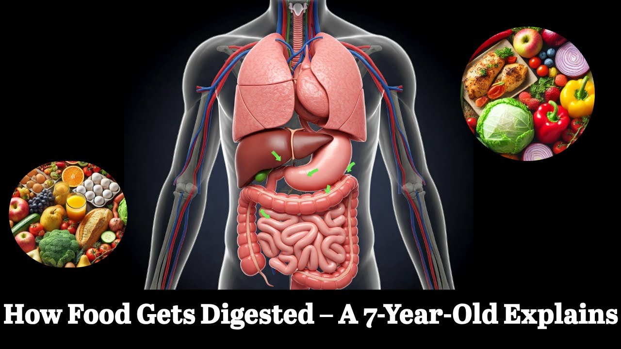 How Food Gets Digested – A 7-Year-Old Explains It Simply! | Fun & Easy ...