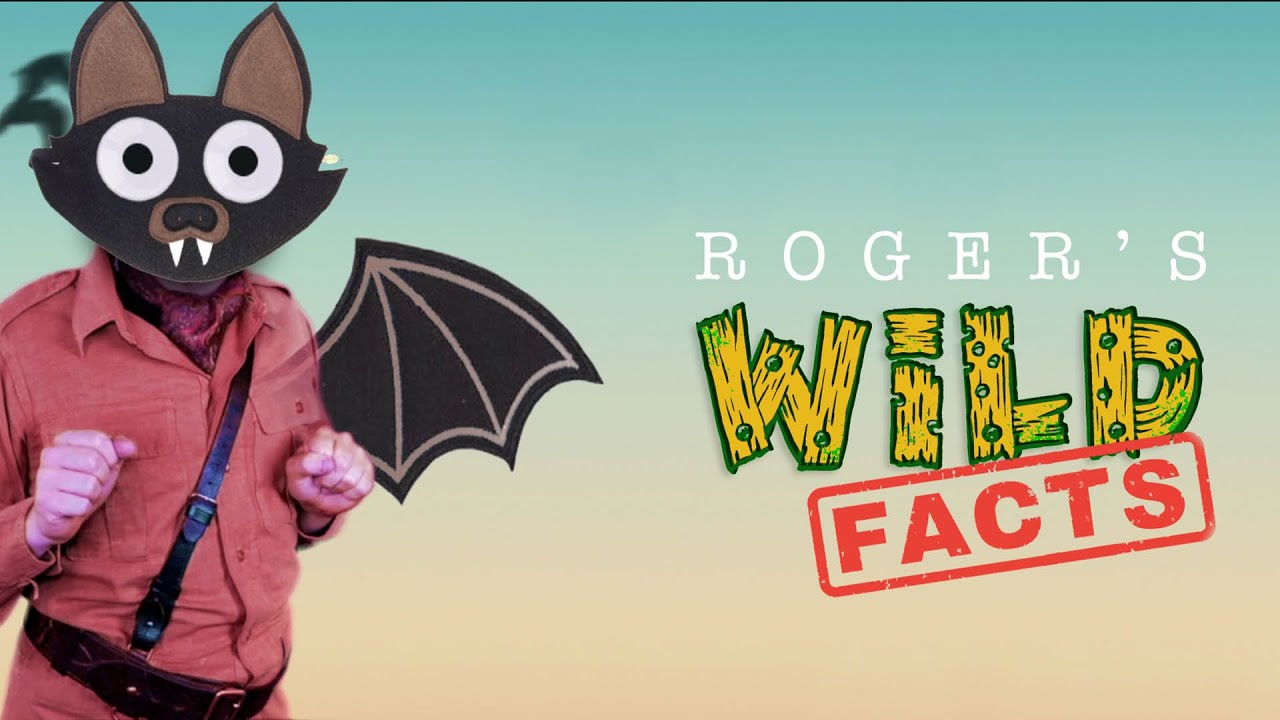 Roger Wild [Wild Facts] - Fruit bats - YouTube