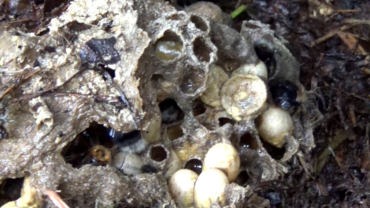 Le bourdon - Infos & observation d'un nid - YouTube