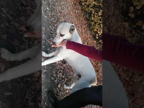 İtin etibarlı olmasi