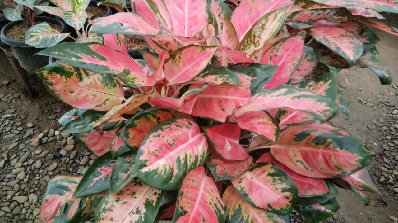 How to Divide and Propagate Aglaonema Red Cochin by Cutting. - YouTube