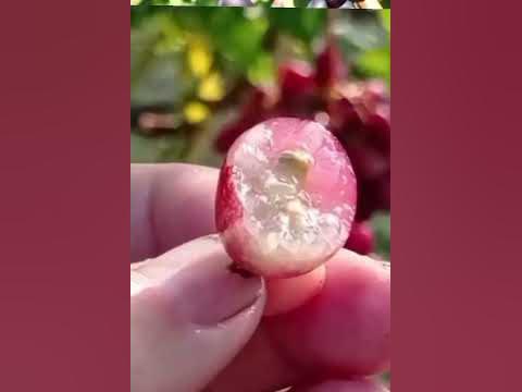 @Любимий виноград у спогадах. Вип.1. Брависсимо, Зоренька, Матадор ...