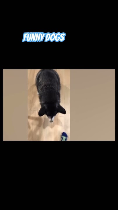 Funny dog compilation #dog #funny #compilation #lol #animals #dogs #trending #shorts - YouTube