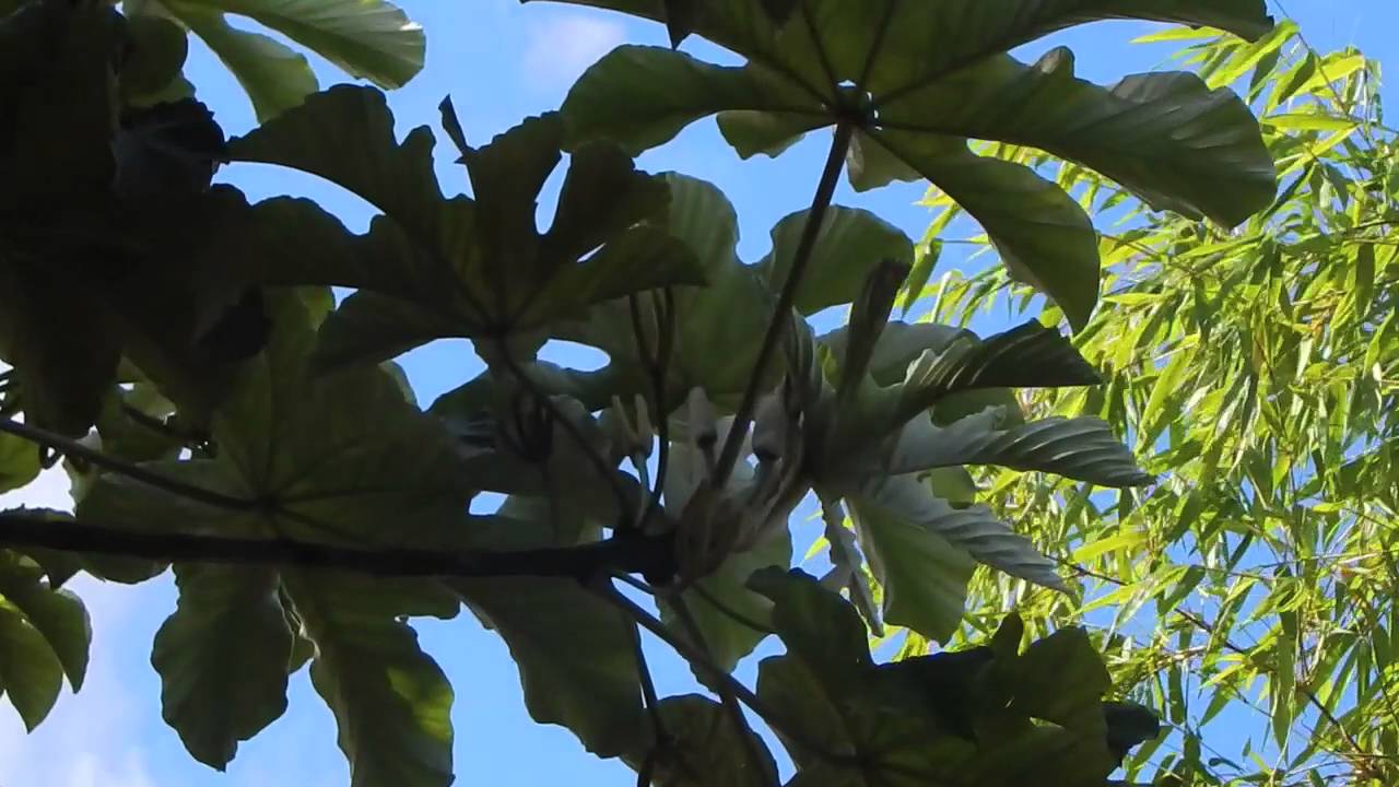The Amazingly Useful Cecropia Tree (as seen at ECHO in Ft. Myers) - YouTube