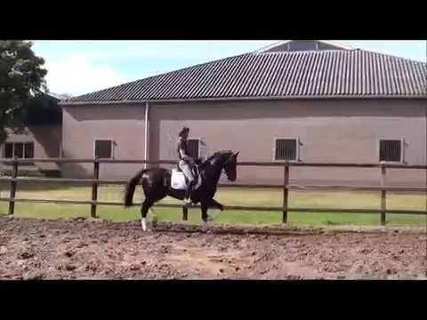 SOLD top quality black KWPN stallion by Desperado, 2013, FEI & GP ...