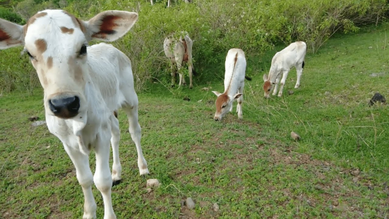 suara anak sapi / anak sapi ternak bermain dan berkeliaran di padang ...