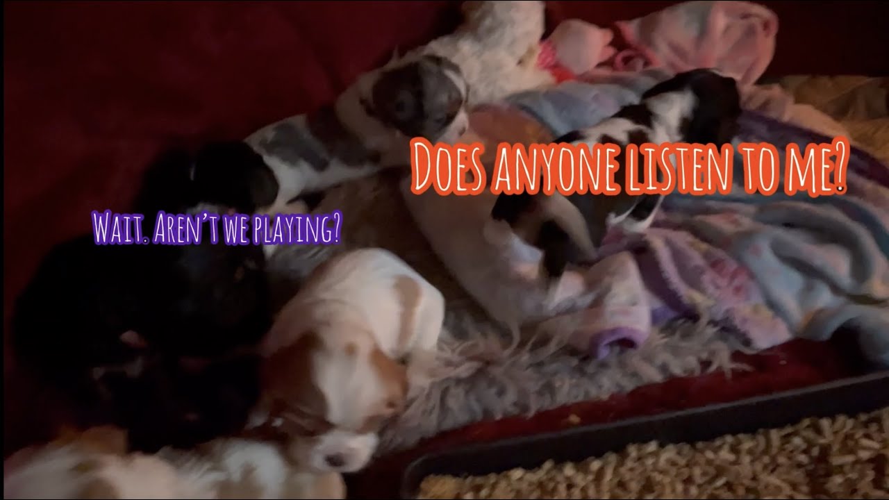 Young Puppies Play and Bicker Just like Children - YouTube