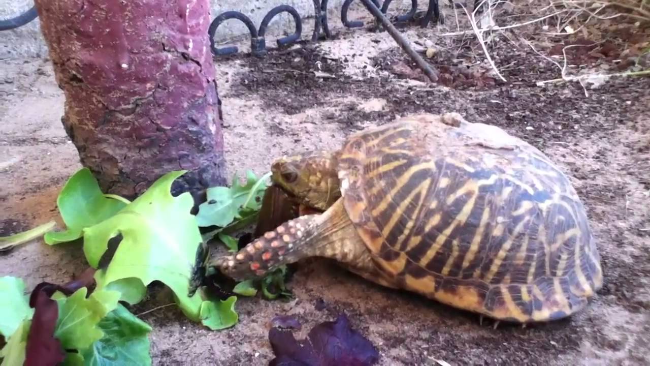 Turtle Box Turtle - YouTube