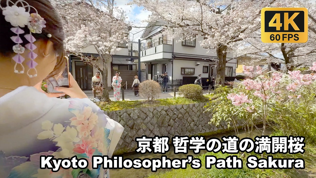 [4K]哲学の道の満開桜 Philosopher’s Path Sakura at Full Bloom - YouTube