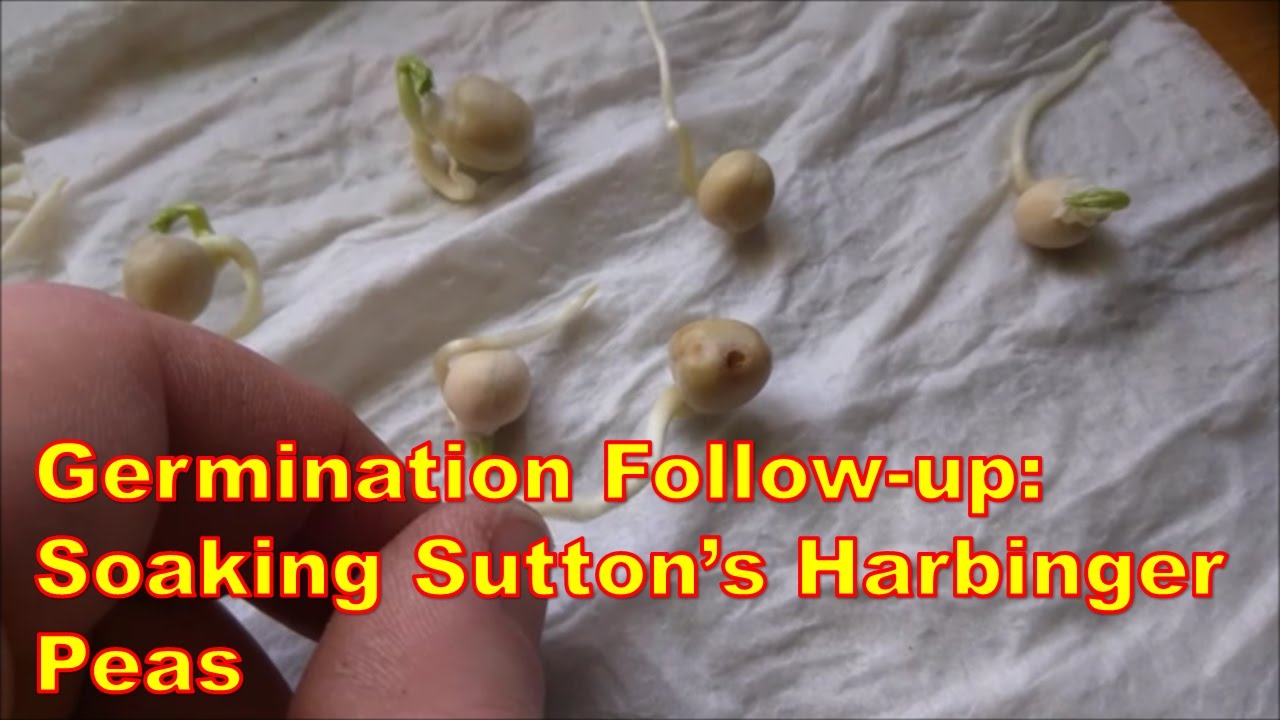 Soaking Peas: Germination Follow-up - YouTube