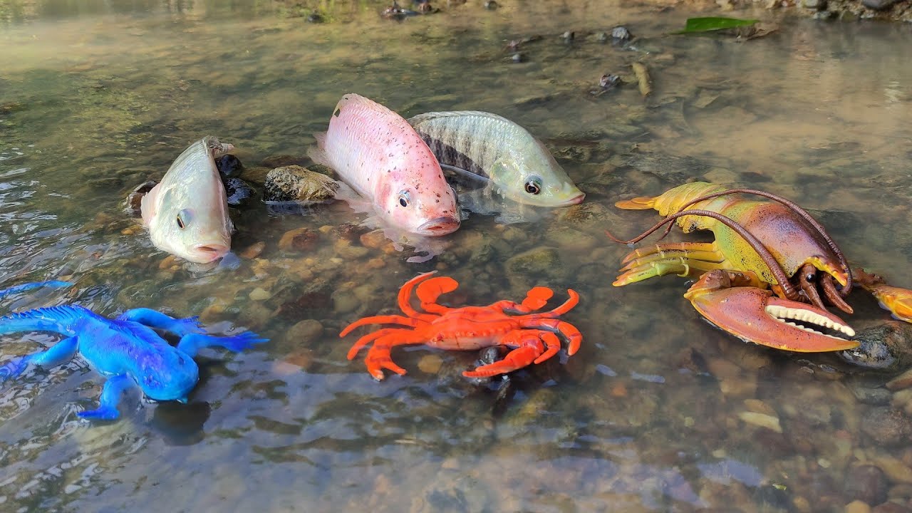 Looking For Real Tilapia In The River, Koki Fish, Lobster, Snake ...