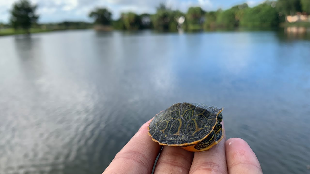 Saving A BABY Turtle From DROWNING In The SEWER! (Rescue Mission) - YouTube
