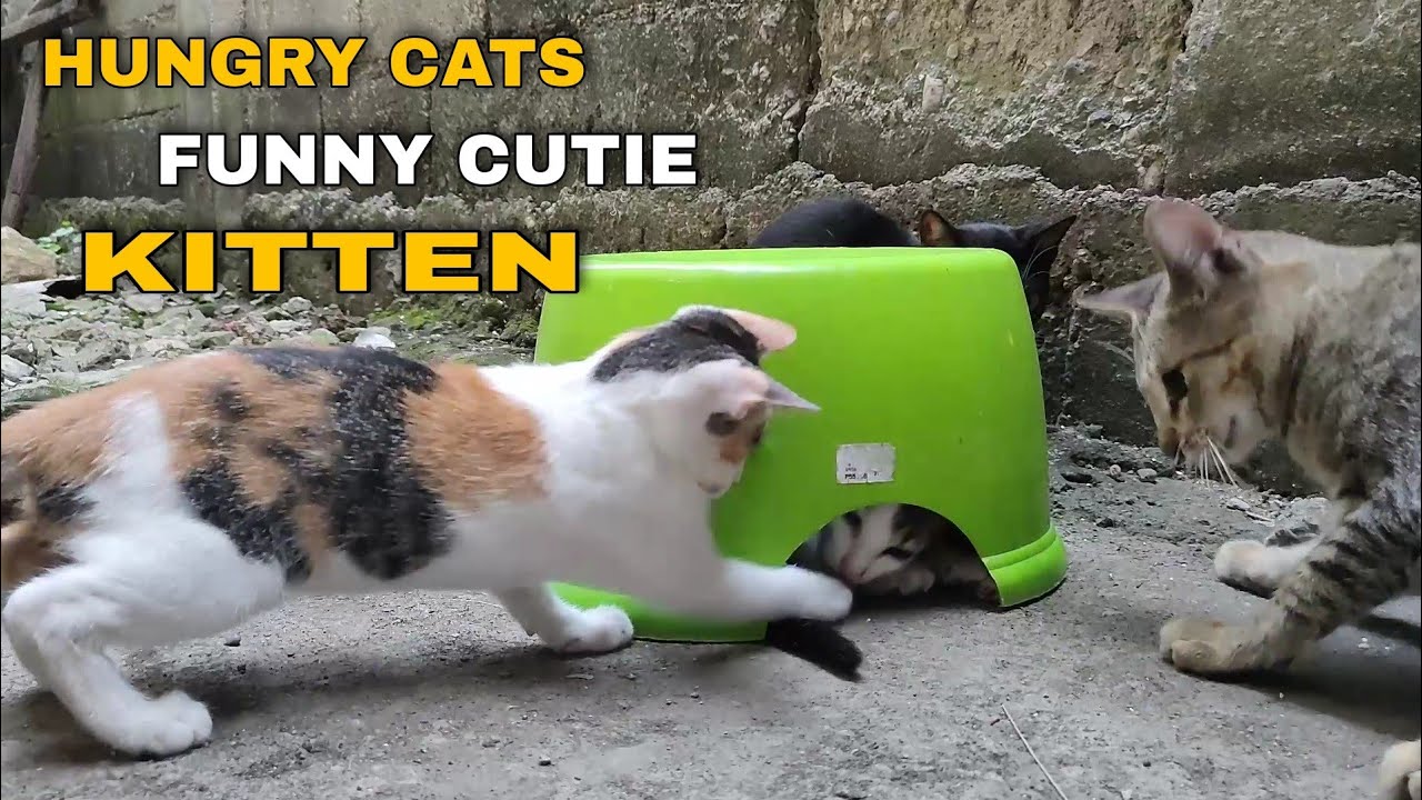 HUNGRY CATS AND FUNNY CUTIE KITTEN - YouTube