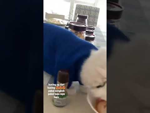 kucing pakai songkok - YouTube