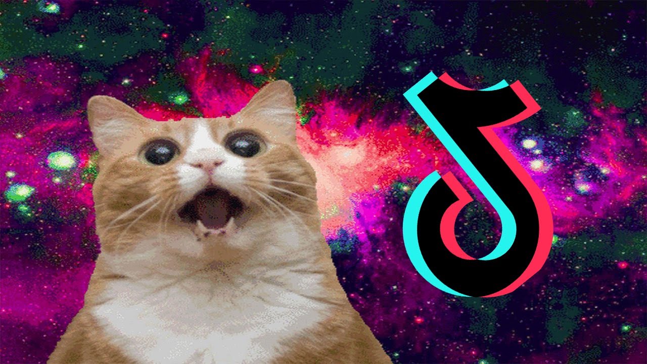 Best Of Funny Cats On Tiktok 11 Youtube