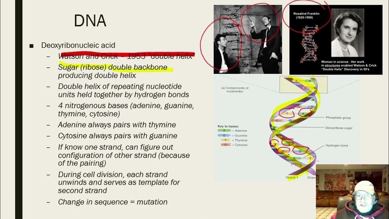 Module 1 Video 3A DNA and RNA (chapters) - YouTube