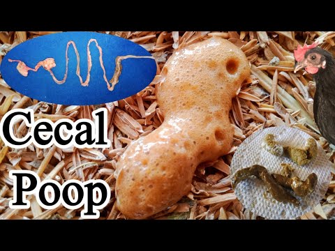 Cecal Poop | Backyard Chickens | Poultry Droppings | Dr. ARSHAD - YouTube