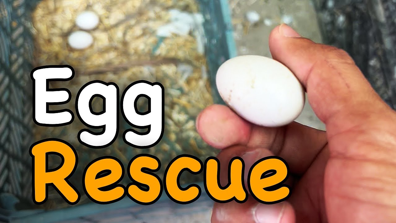 From Hatching in Incubator to Hand Feeding | Egg Rescue - YouTube