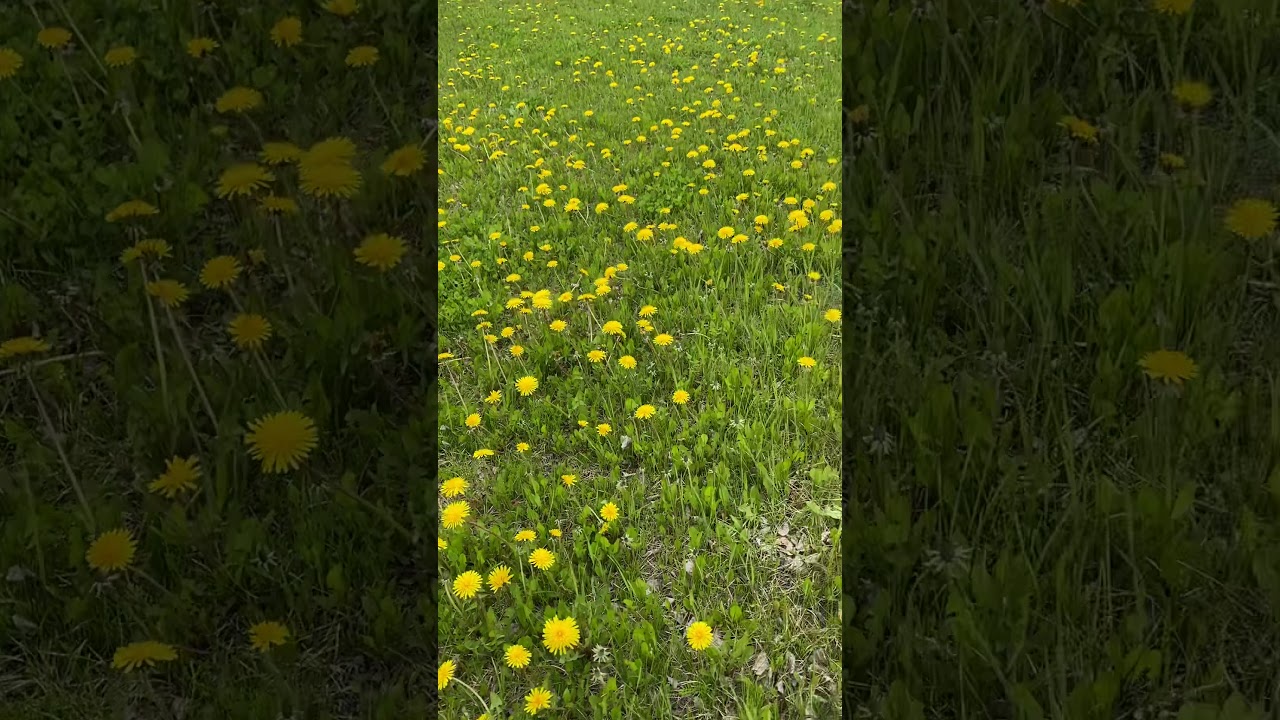 Dandelion - YouTube