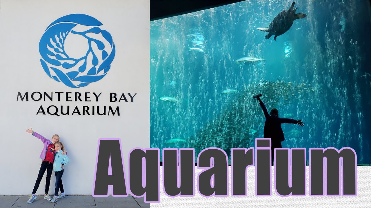 FAMILY FIELD TRIP TO THE AQUARIUM | Monterey Bay Aquarium | Not What I ...